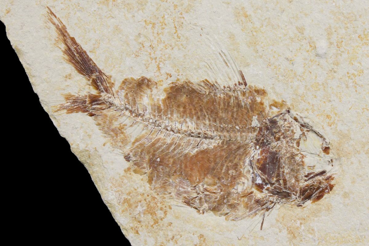 Bargain, 2.7" Cretaceous Fish (Nematonotus) Fossil - Lebanon (#147196 ...