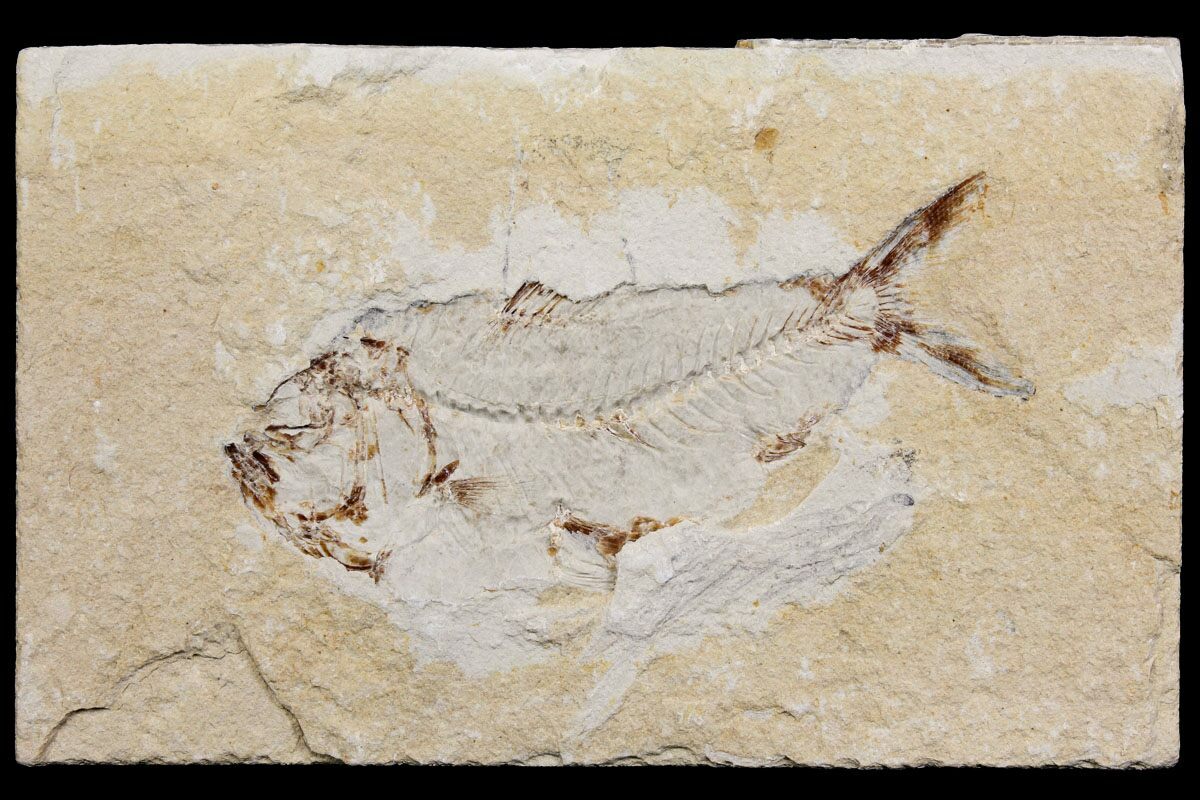 2.6" Cretaceous Fish (Nematonotus) Fossil - Lebanon (#147201) For Sale ...