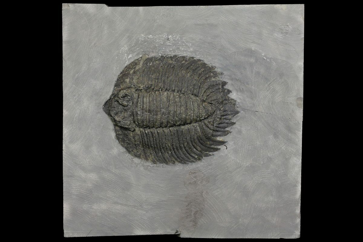 5.15" Arctinurus Trilobite - Classic New York Trilobite (#147261) For ...