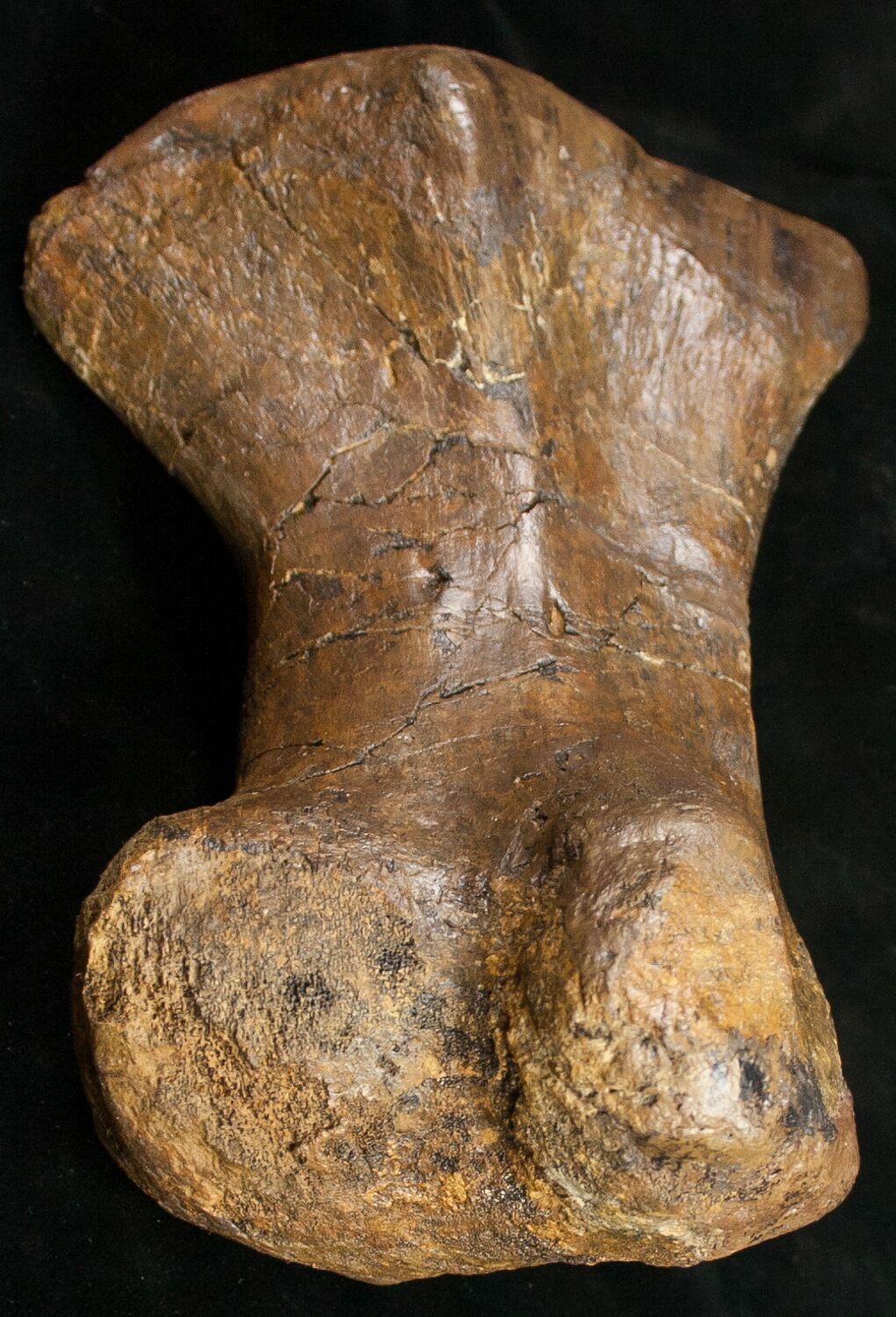 8" Sauropod (Diplodocus) Metatarsal - Dana Quarry (#10115) For Sale ...