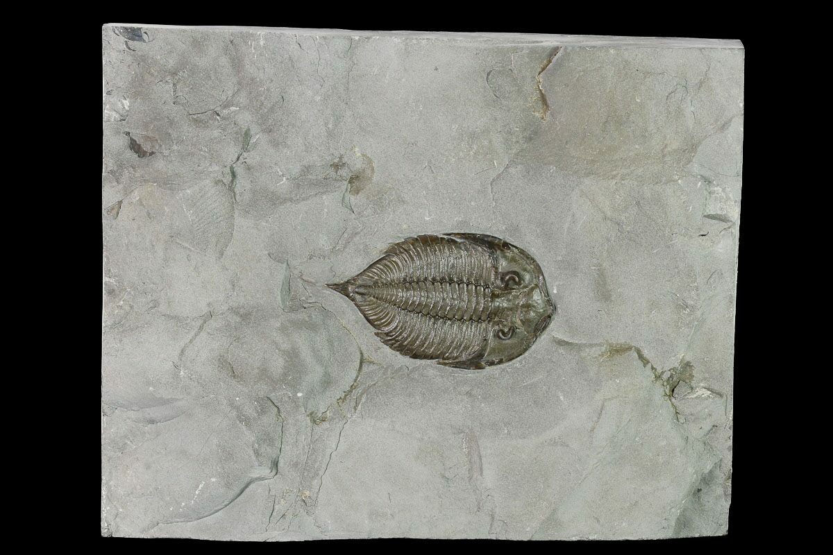 2.25" Dalmanites Trilobite Fossil - New York (#147296) For Sale ...