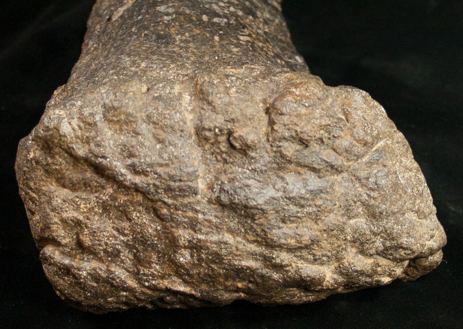 9" Sauropod (Diplodocus) Metatarsal With Stand (#10133) For Sale ...