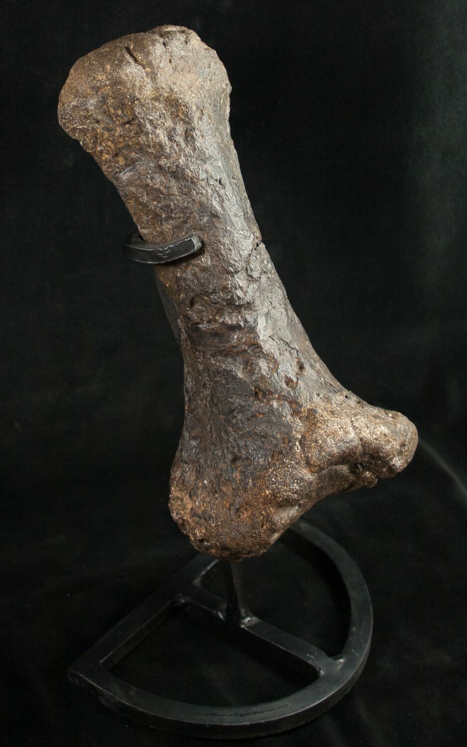 8.5" Sauropod (Diplodocus) Metatarsal - Dana Quarry (#10135) For Sale ...