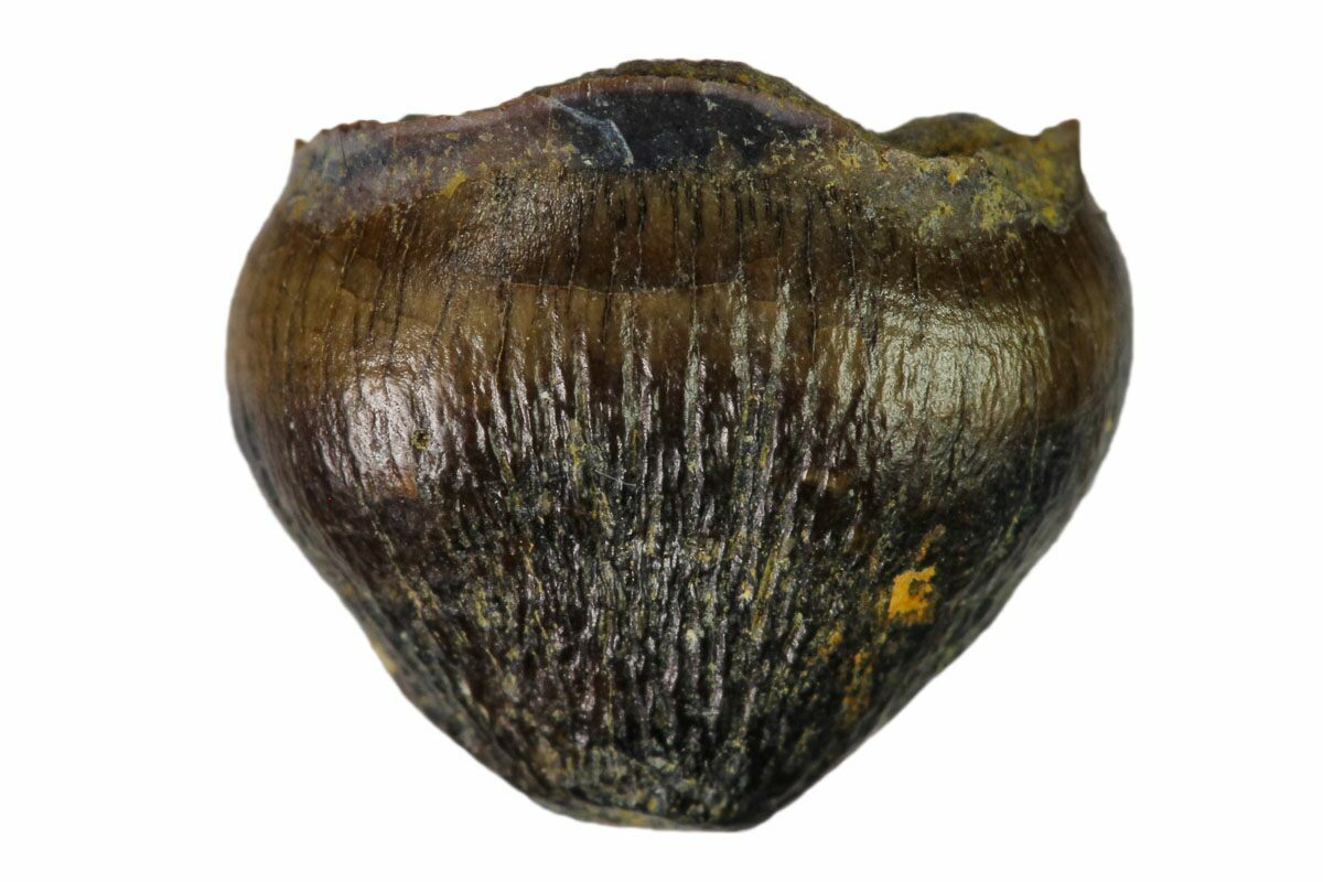 .4" Cretaceous Fossil Alligatoroid (Brachychampsa) Tooth - Wyoming ...