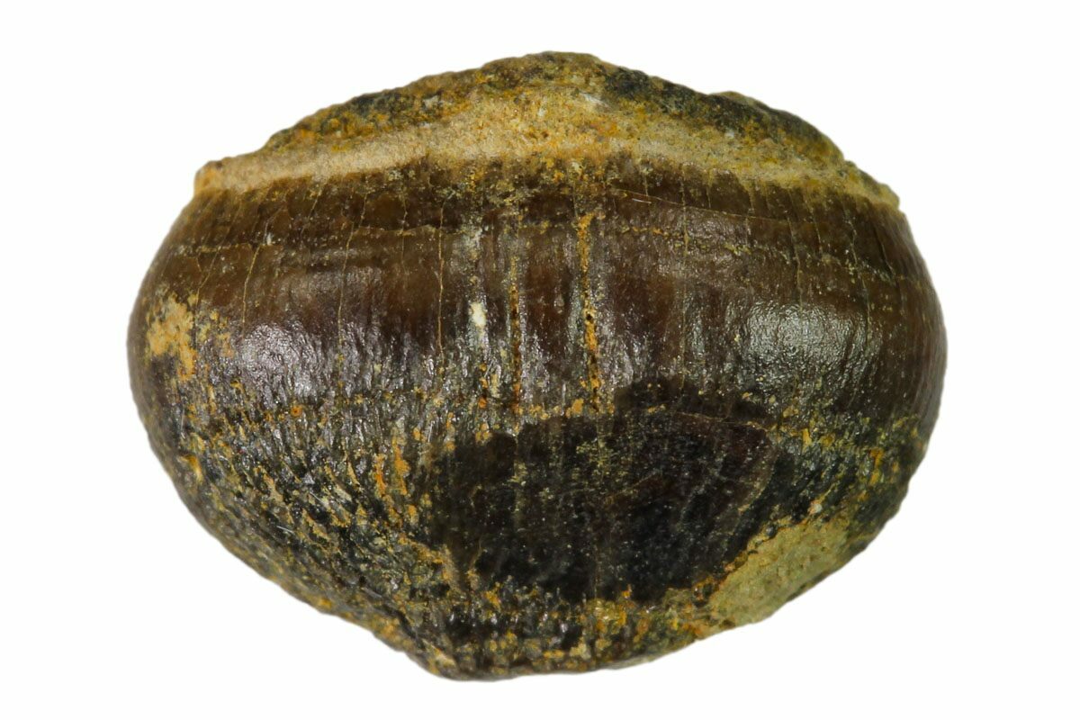 .44" Cretaceous Fossil Alligatoroid (Brachychampsa) Tooth - Wyoming ...