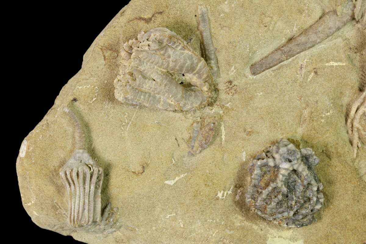 Four Species of Crinoids on One Plate - Crawfordsville, Indiana ...
