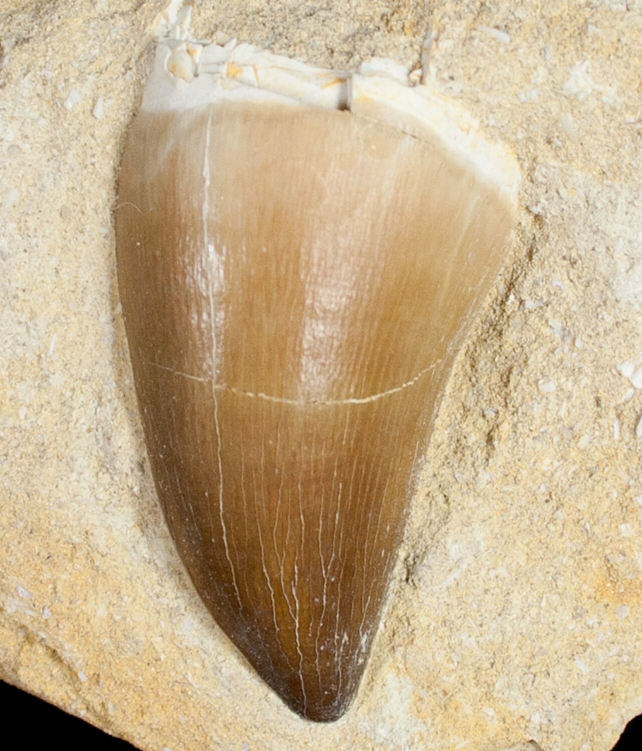 1.9" Long Mosasaur Tooth In Matrix (#10234) For Sale - FossilEra.com