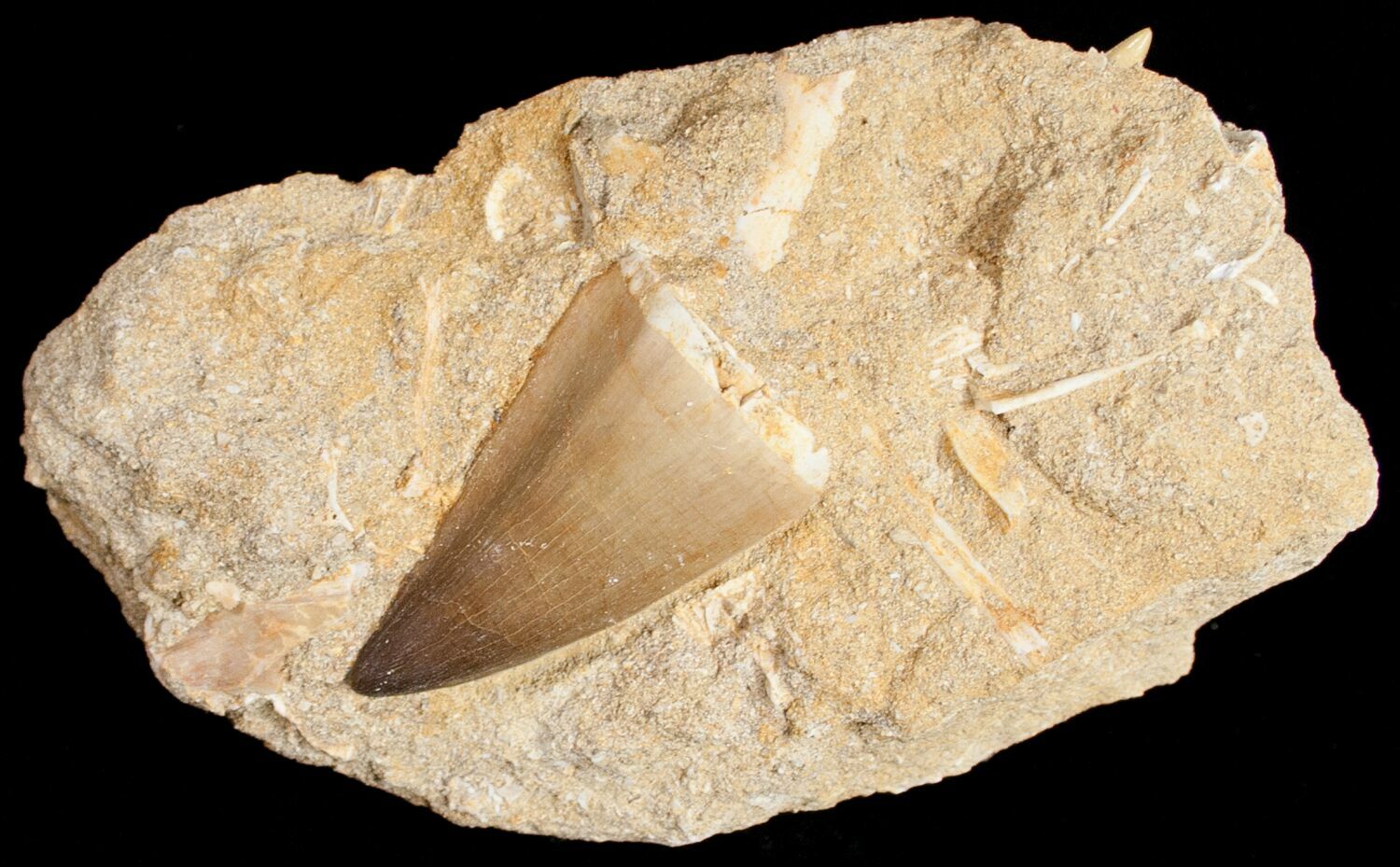 1.7" Long Mosasaur Tooth In Matrix (#10236) For Sale - FossilEra.com