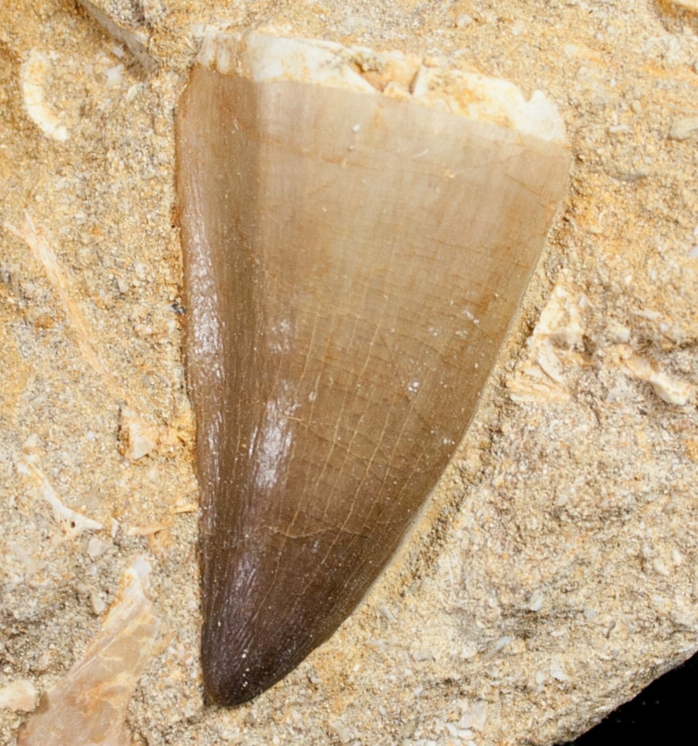 1.7" Long Mosasaur Tooth In Matrix (#10236) For Sale - FossilEra.com