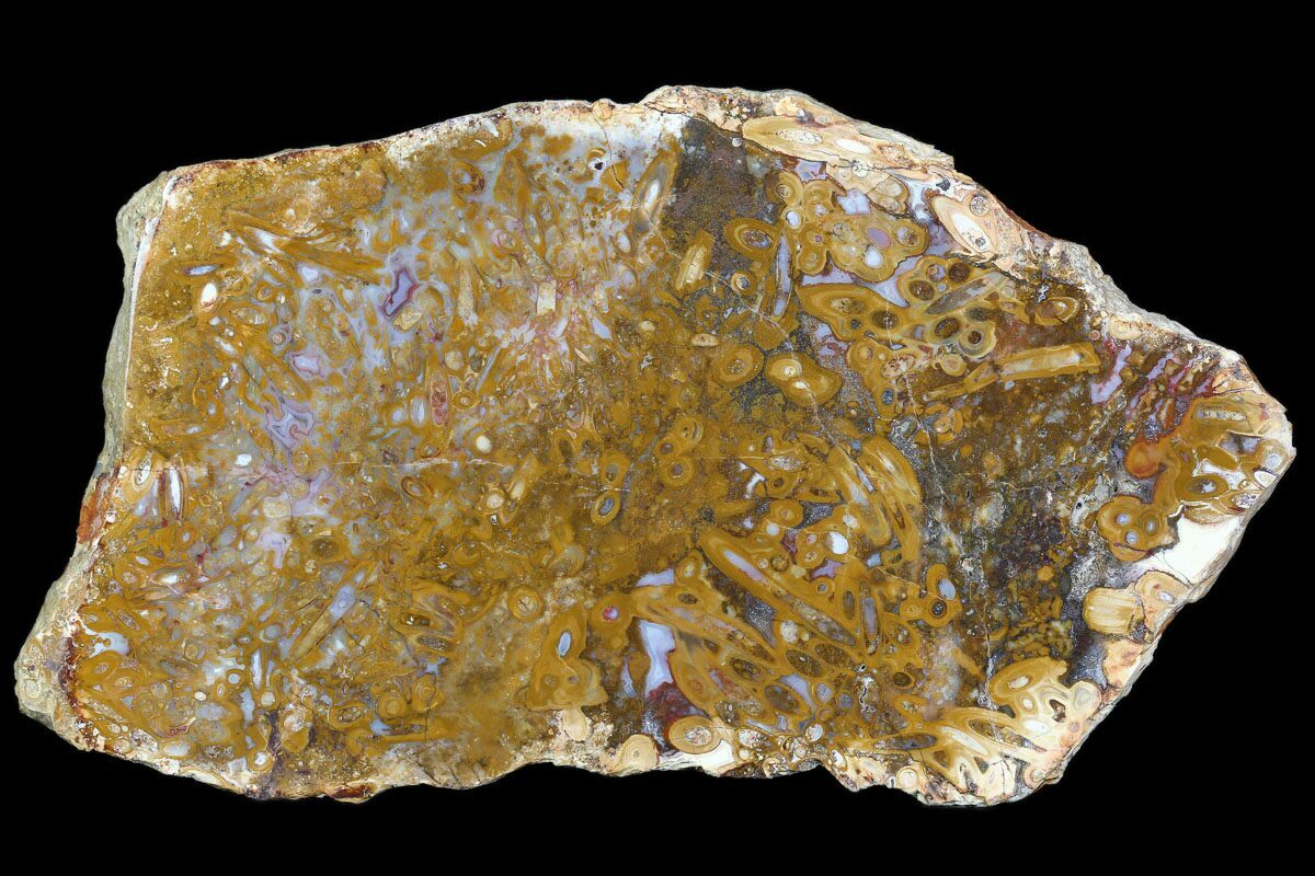 5.8" Colorful, Polished Petrified Palm Root - Indonesia (#150012) For ...