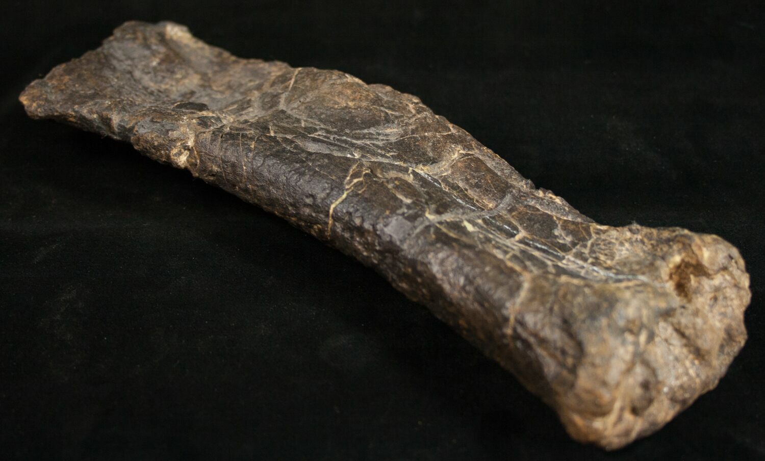 9" Sauropod (Diplodocus) Metatarsal - Dana Quarry (#10138) For Sale ...