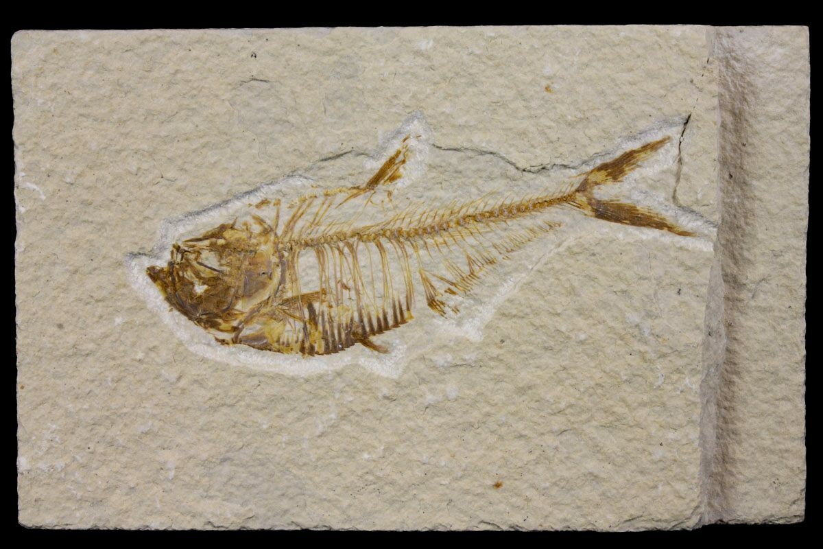 3.4" Fossil Fish (Diplomystus) - Green River Formation (#150630) For ...