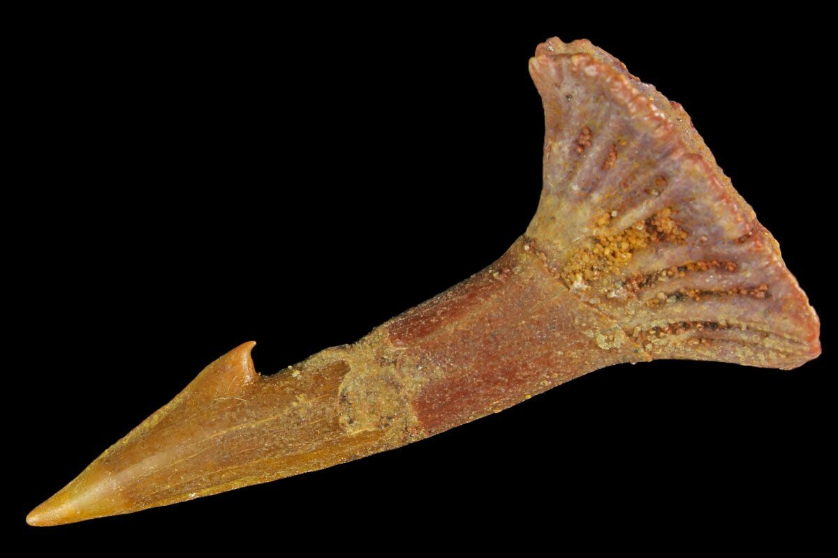 1.5" Fossil Sawfish (Onchopristis) Rostral Barb - Morocco (#145586) For ...