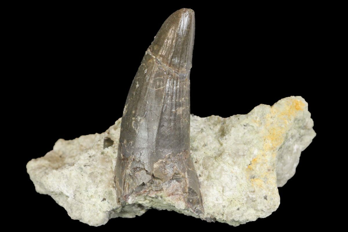 .98" Jurassic Crocodile (Goniopholis?) Tooth - Colorado (#152042) For ...