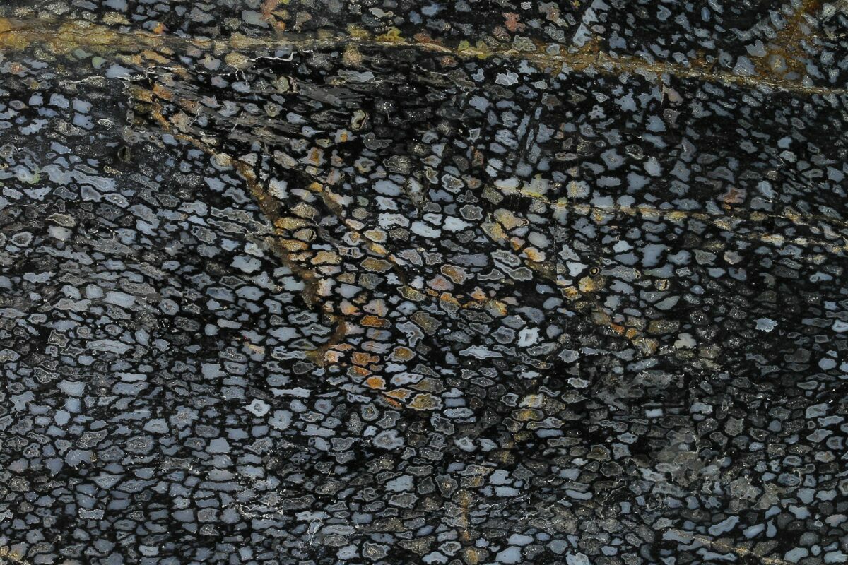 7.8" Polished, Black Petrified Palm Root Slab - Indonesia (#151998) For ...