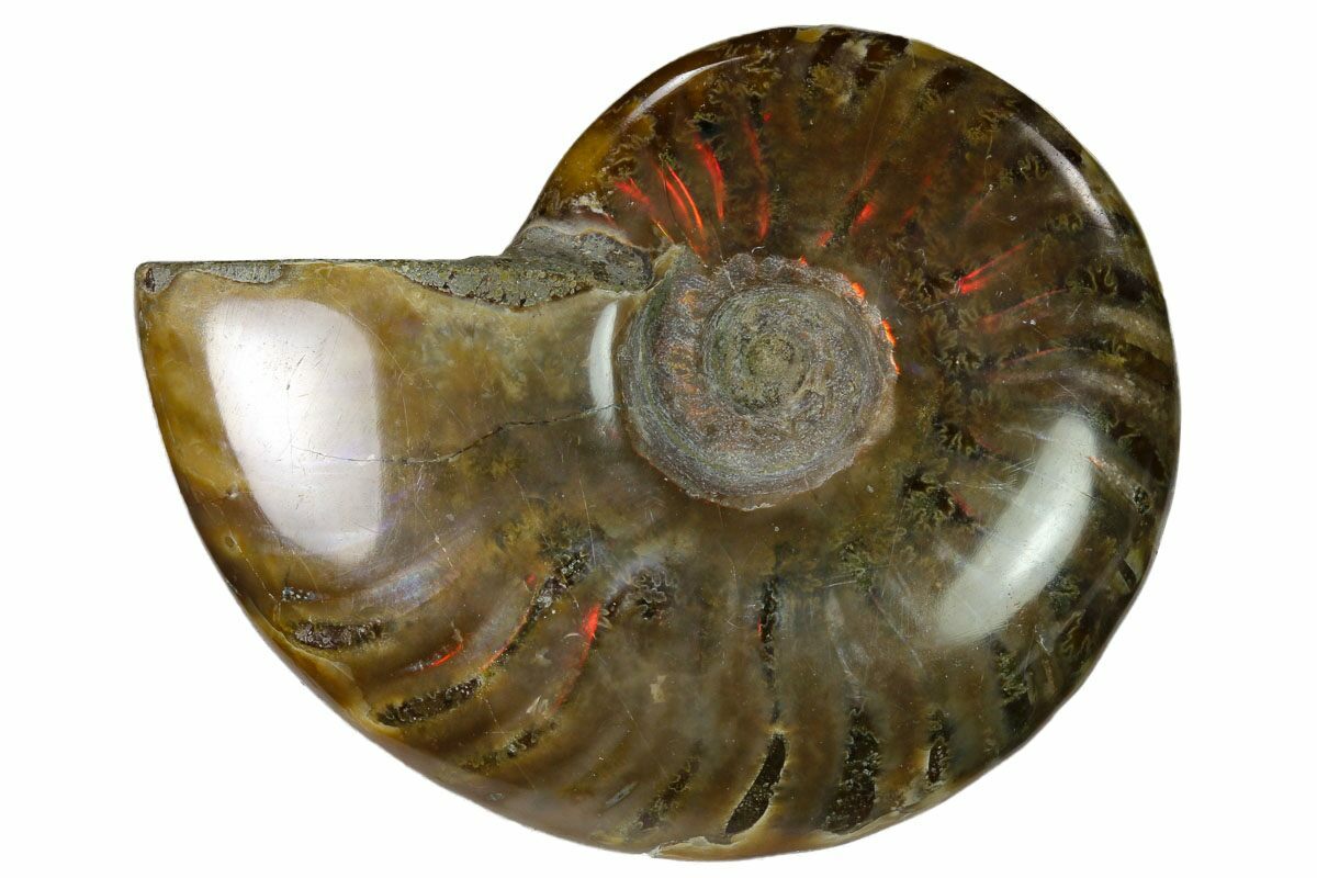 2.25" Red Flash Ammonite Fossil - Madagascar (#151631) For Sale ...