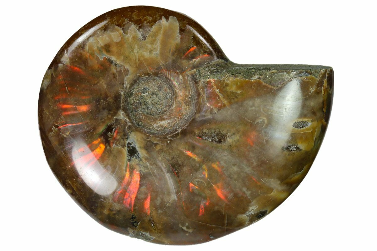 2.25" Red Flash Ammonite Fossil - Madagascar (#151634) For Sale ...