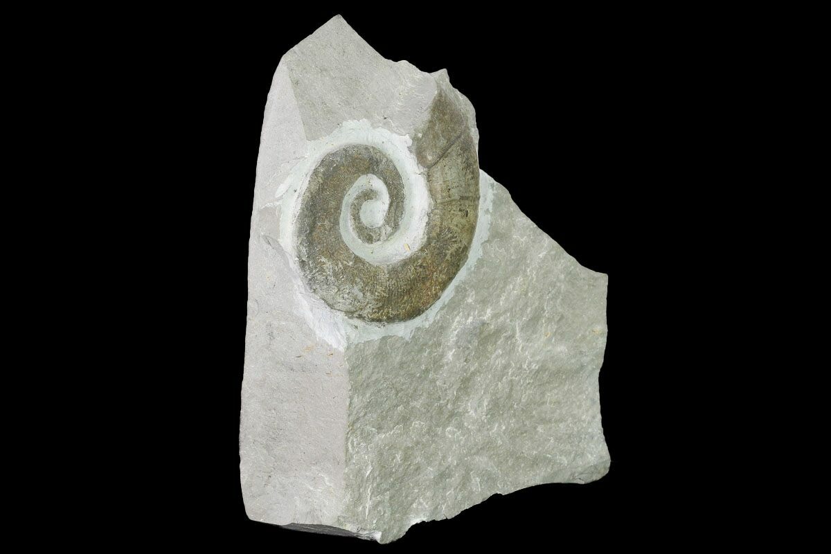 2.5" Cretaceous Ammonite (Crioceratites) Fossil - France (#153150) For ...