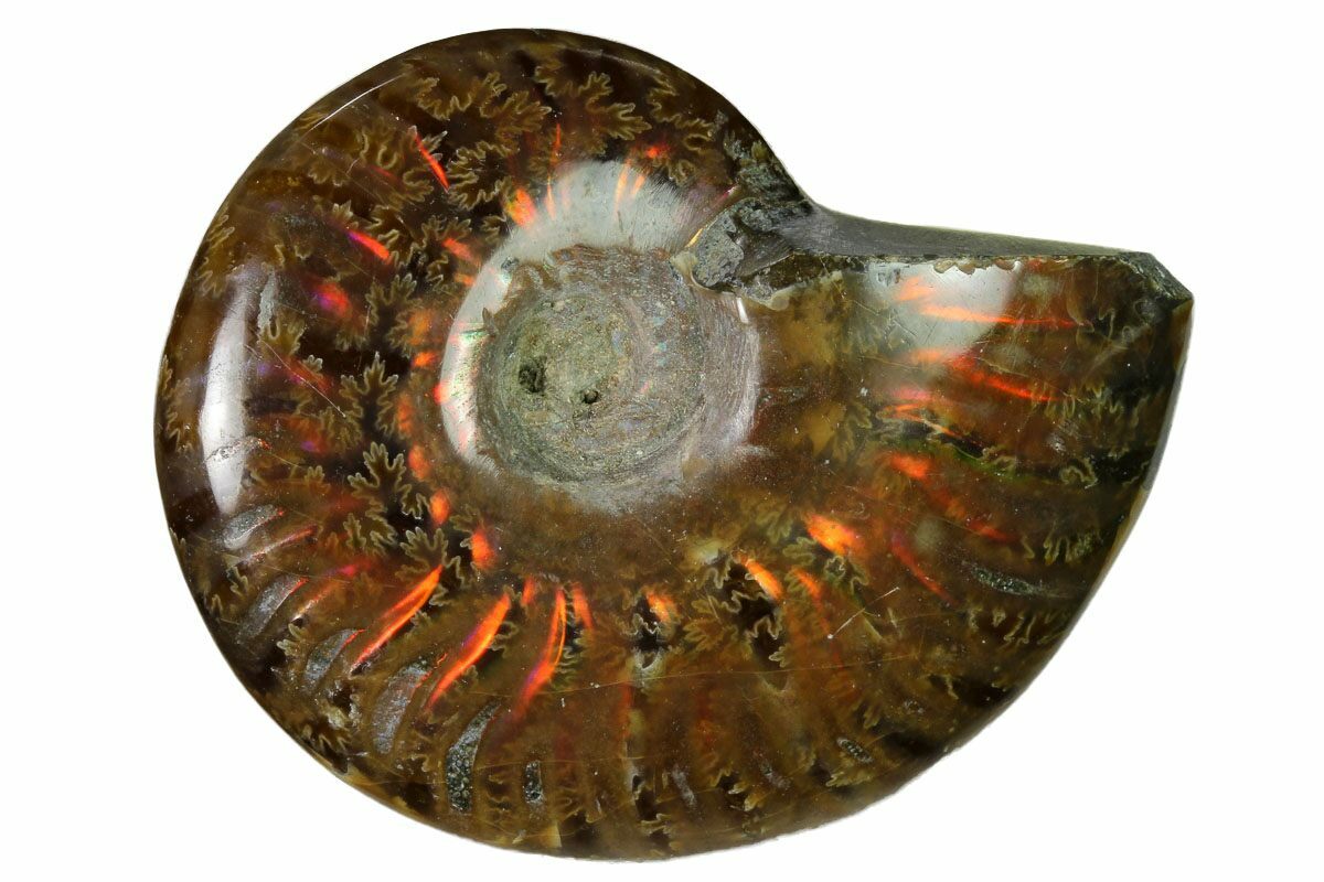 1.9" Red Flash Ammonite Fossil - Madagascar (#151674) For Sale ...