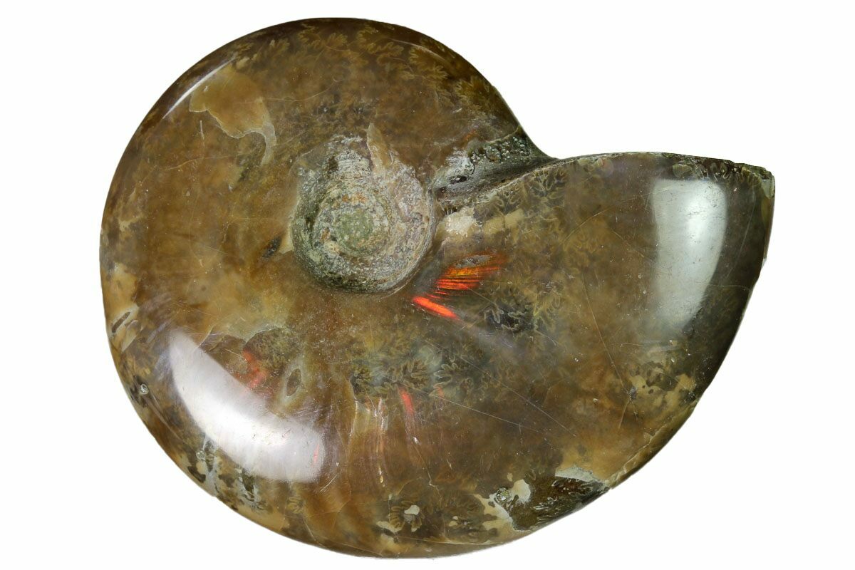 2.25" Red Flash Ammonite Fossil - Madagascar (#151684) For Sale ...