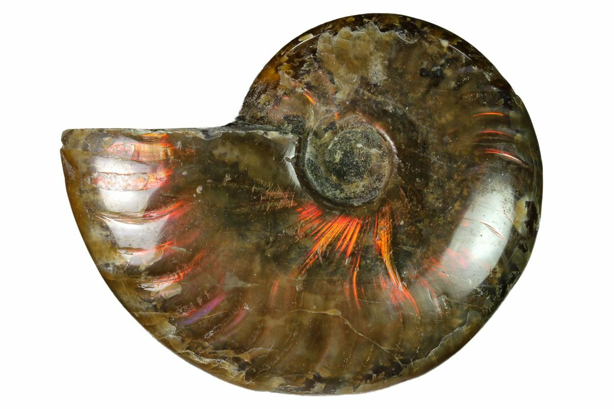 2.55" Red Flash Ammonite Fossil - Madagascar (#151748) For Sale ...