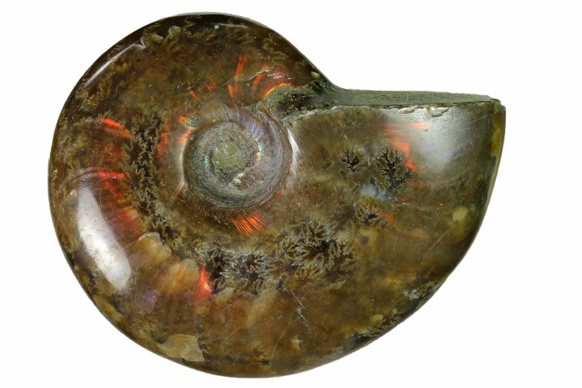 1.85" Red Flash Ammonite Fossil - Madagascar (#151658) For Sale ...