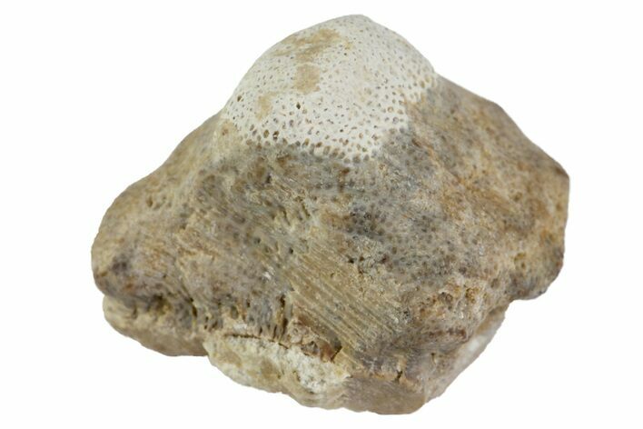 .53" Fossil Crusher Shark (Ptychodus) Tooth - Kansas (#152352) For Sale ...