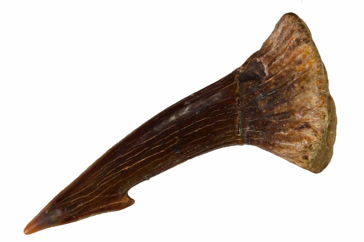 1.15" Fossil Sawfish (Onchopristis) Rostral Barb - Morocco (#145694 ...