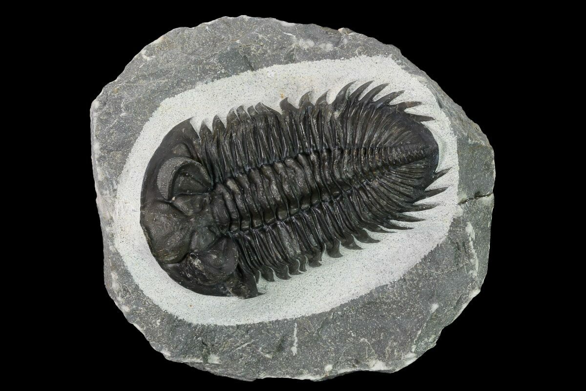 2.5" Coltraneia Trilobite Fossil - Huge Faceted Eyes (#153975) For Sale ...