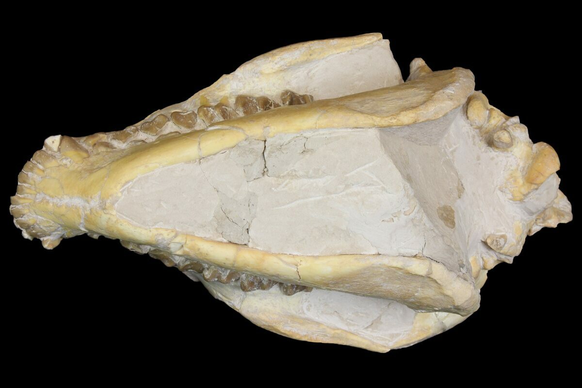 7.6" Fossil Oreodont (Merycoidodon) Skull - Wyoming (#154850) For Sale ...