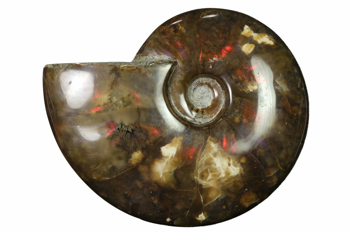 3.9" Flashy Red Iridescent Ammonite (#155179) For Sale - FossilEra.com