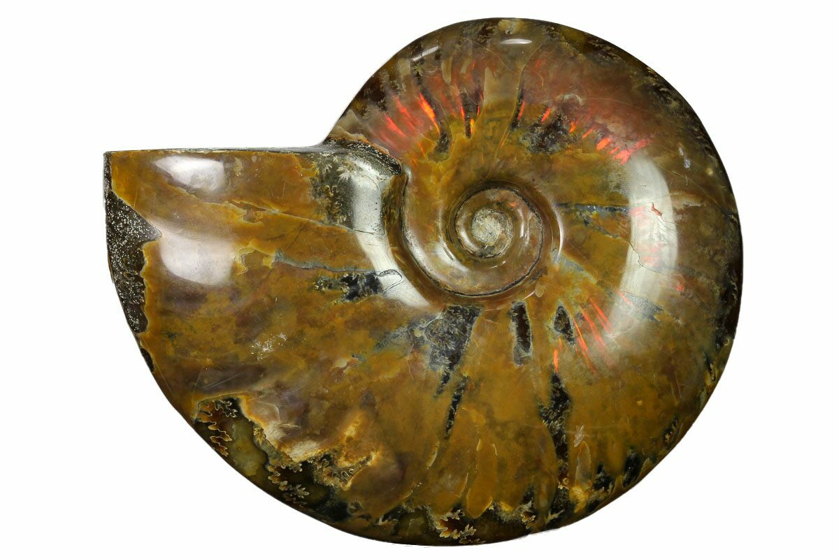 4.7" Flashy Red Iridescent Ammonite (#155190) For Sale - FossilEra.com