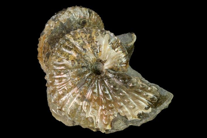 Two Species Of Hoploscaphites Ammonites Back To Back - South Dakota ...