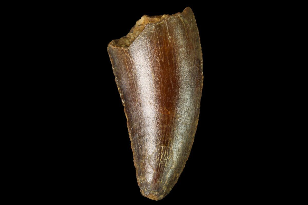 Bargain, .75" Raptor Tooth - Real Dinosaur Tooth (#154780) For Sale ...