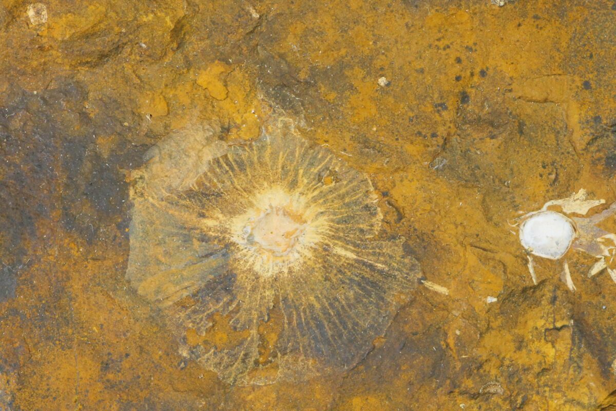 1" Fossil Winged Walnut (Juglandaceae) Fruit - North Dakota (#155752 ...