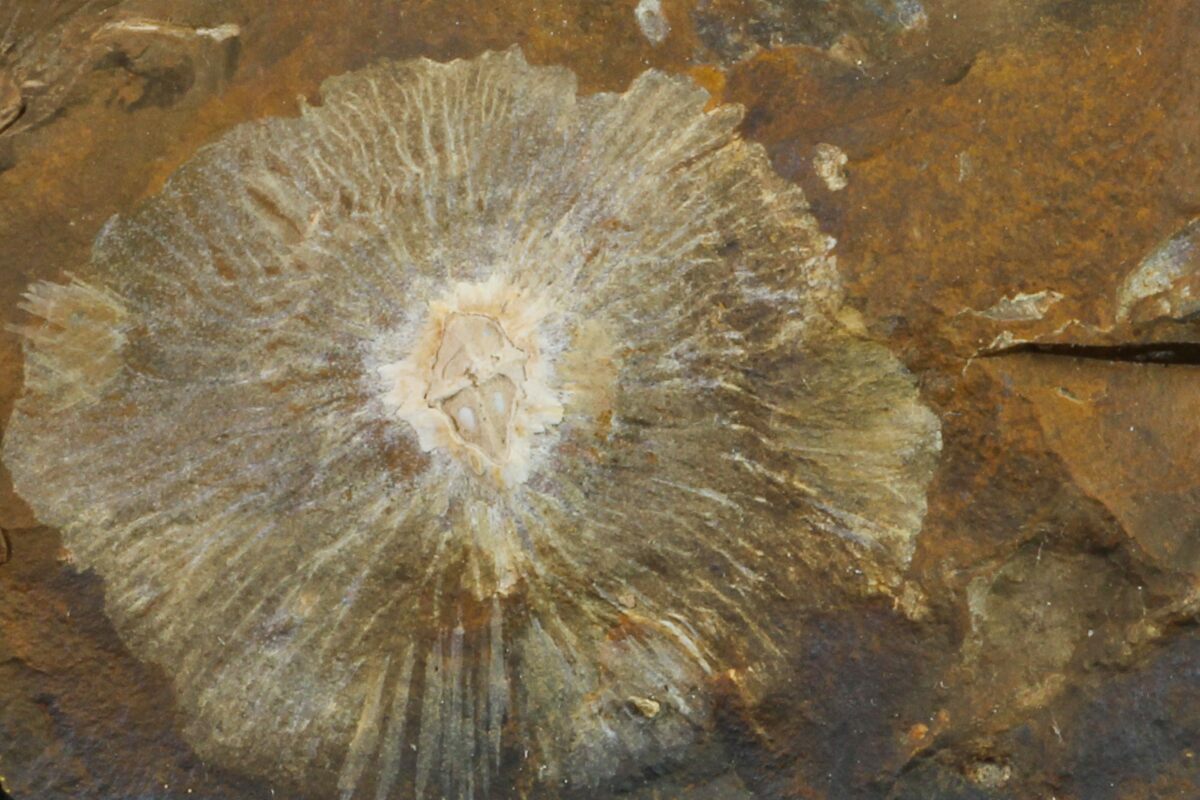 1.3" Fossil Winged Walnut (Juglandaceae) Fruit - North Dakota For Sale ...