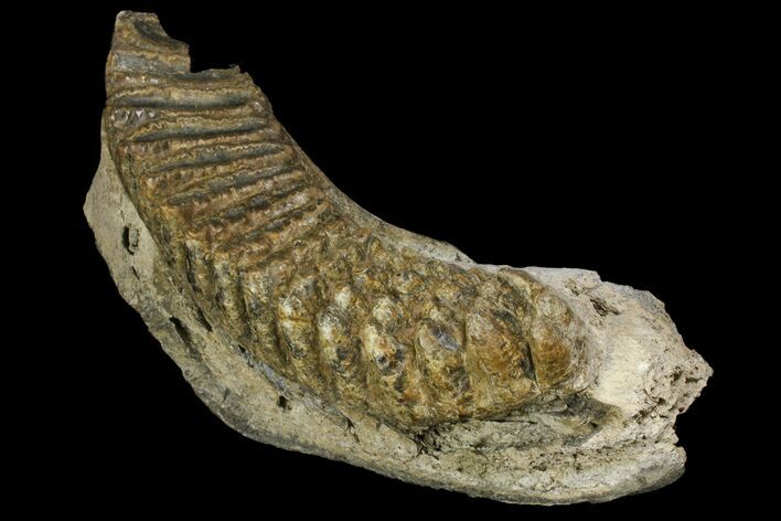 14.8" Fossil Stegodon Mandible with Molar - Indonesia (#156723) For ...