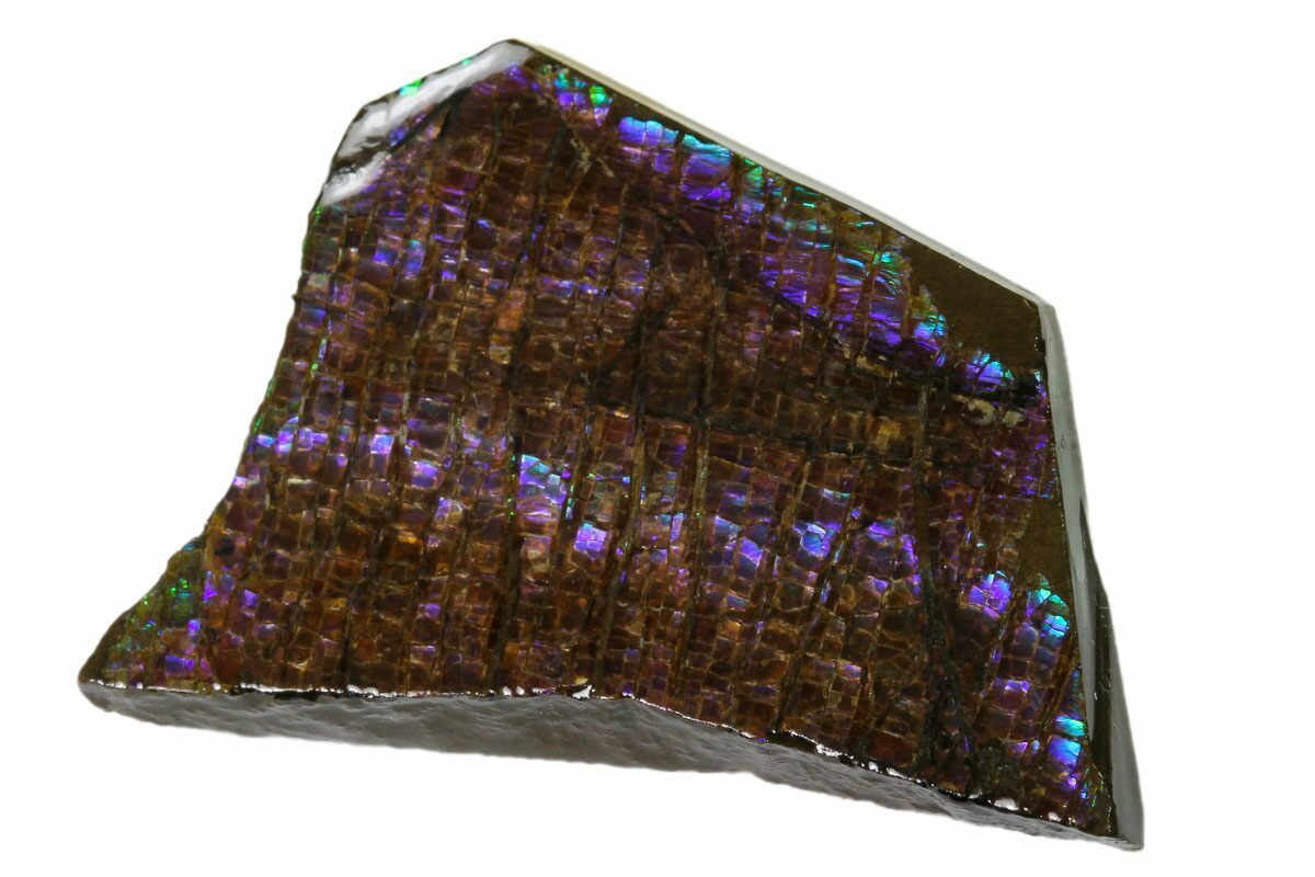 1.8" Iridescent Ammolite (Fossil Ammonite Shell) - Alberta, Canada ...