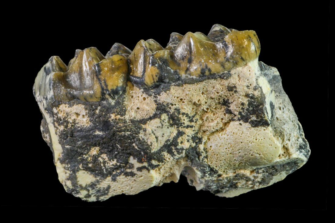 1.1" Fossil Horse (Mesohippus) Jaw Section - South Dakota (#157479) For ...