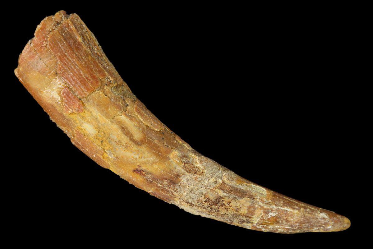 Large, 1.8" Fossil Pterosaur (Siroccopteryx) Tooth - Morocco (#159123 ...