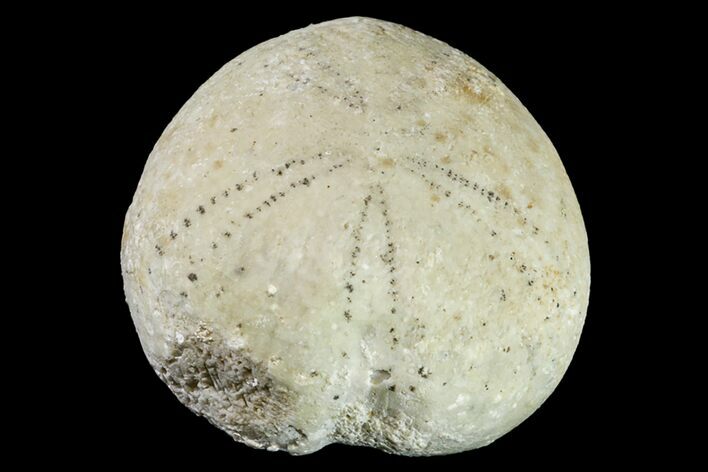 1.15" Cretaceous Echinoid (Holaster) Fossil - England (#156340) For ...