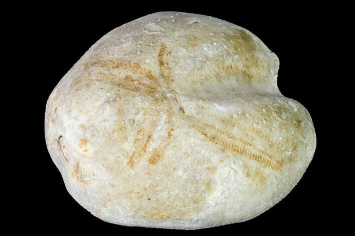 1.7" Cretaceous Sea Urchin (Heteraster) Fossil - Texas (#156358) For ...