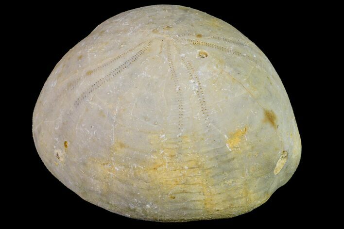 1.75" Cretaceous Sea Urchin (Holaster) Fossil - Texas (#156406) For ...