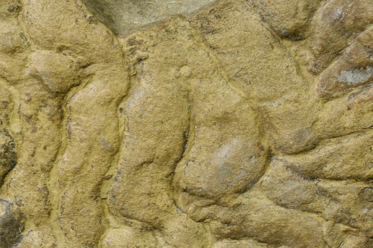 8.2" Pennsylvanian, Fossil Microbial Mat - Oklahoma (#155974) For Sale ...