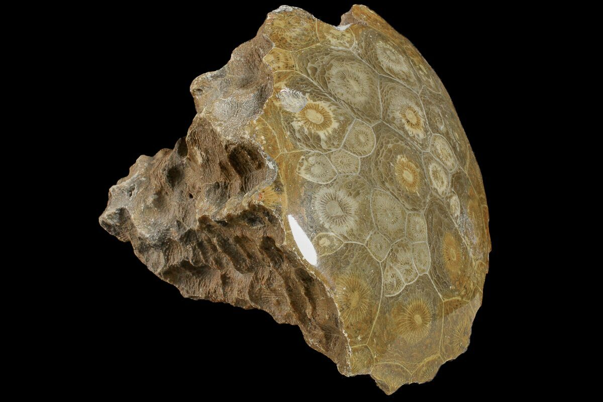 4" Polished Fossil Coral (Actinocyathus) Head - Morocco (#159276) For ...