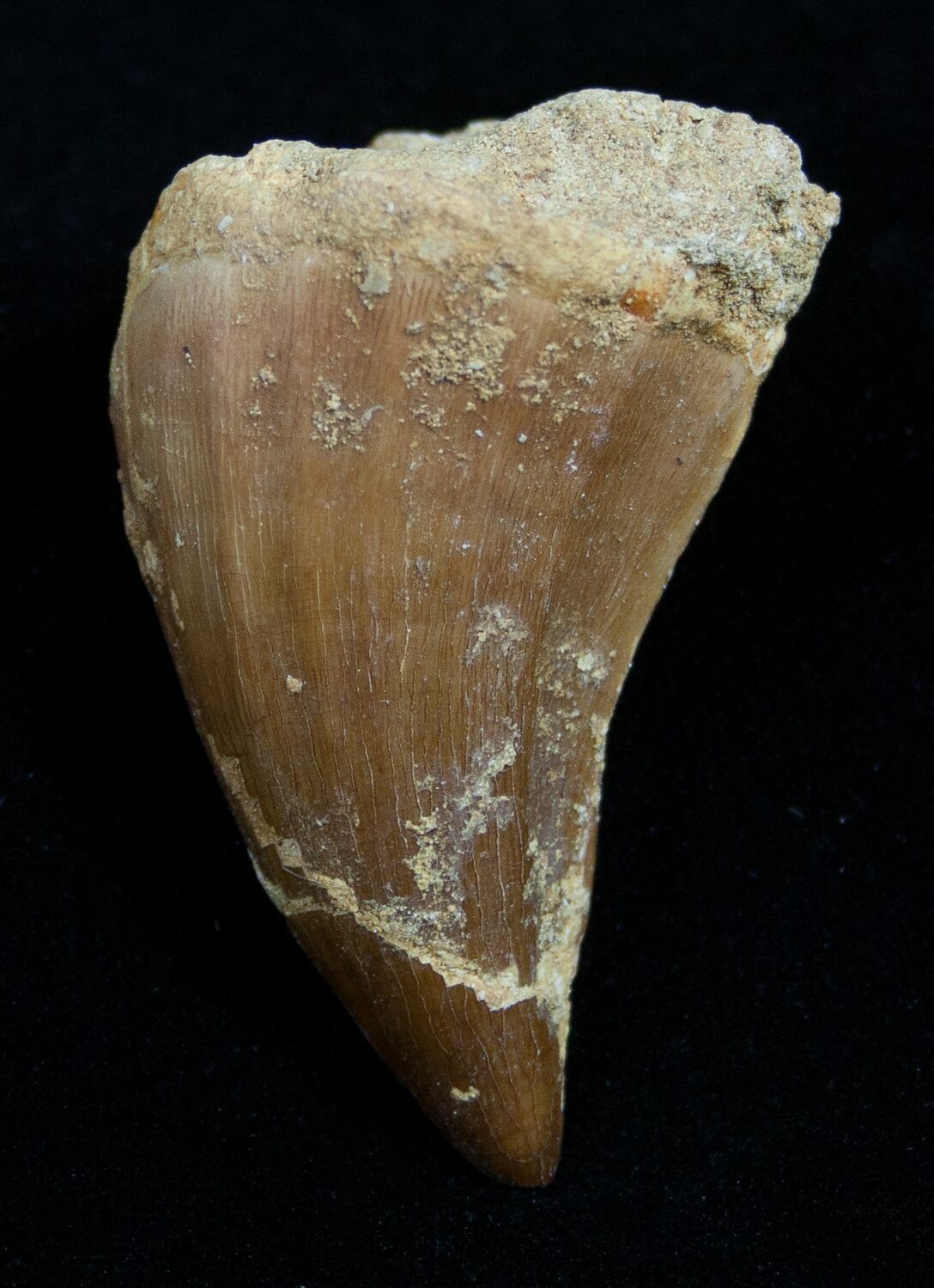 Mosasaur Tooth Free Of Matrix (#1782) For Sale - FossilEra.com