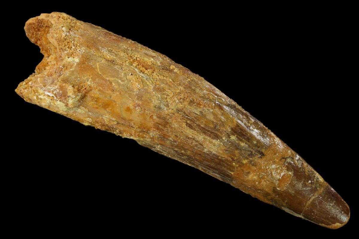 Bargain, 2.94" Spinosaurus Tooth - Real Dinosaur Tooth (#162126) For ...