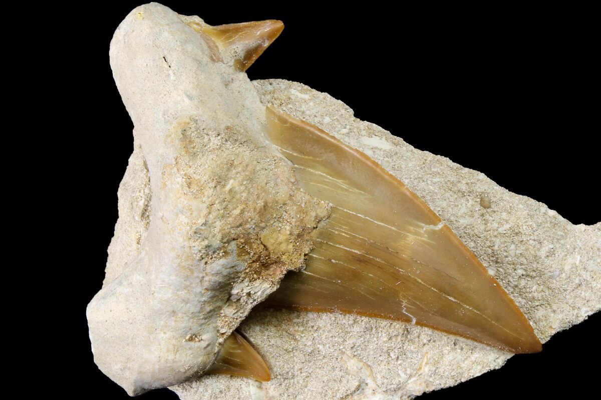 2.65" Otodus Shark Tooth Fossil in Rock - Eocene (#161115) For Sale ...