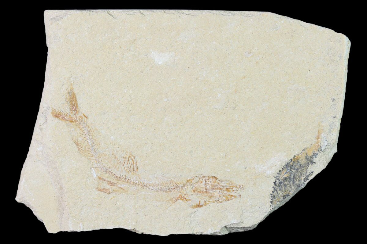 Bargain, 2.9" Cretaceous Fossil Fish - Lebanon (#162845) For Sale ...