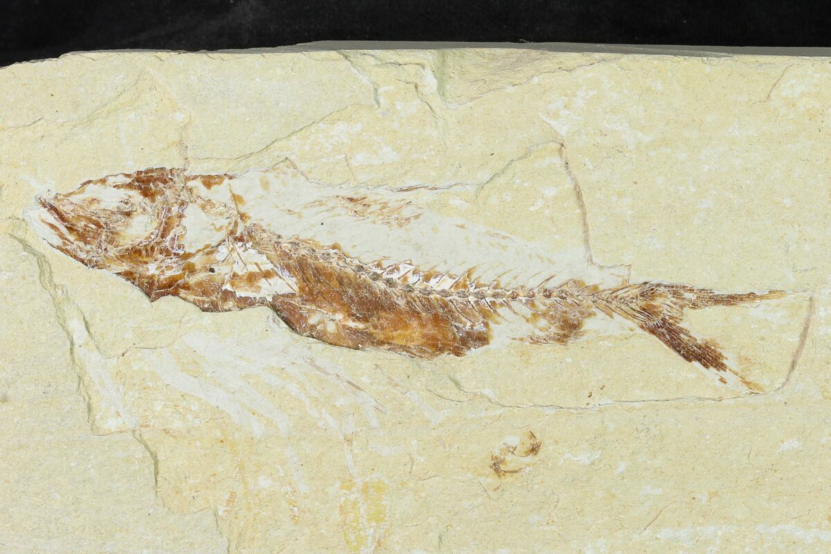 Bargain, 3" Cretaceous Fossil Fish - Lebanon (#162847) For Sale ...
